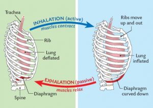The Respiratory System