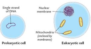 Cell Structure