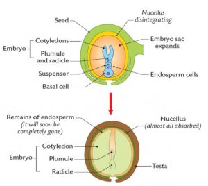 The Structure and Functions of Flowers