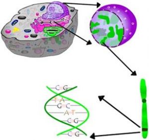 Cell Structure