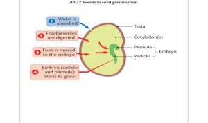 The Structure and Functions of Flowers